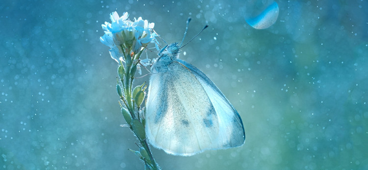 Magda Wasiczek zwyciężczynią 15. International Garden Photographer of ...