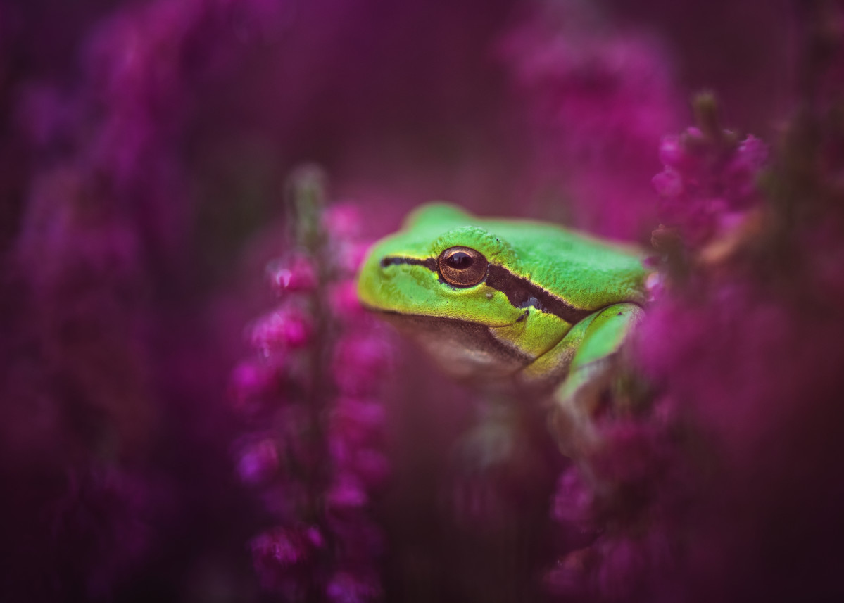 Magda Wasiczek - wywiad z fotografką makro | Fotopolis.pl